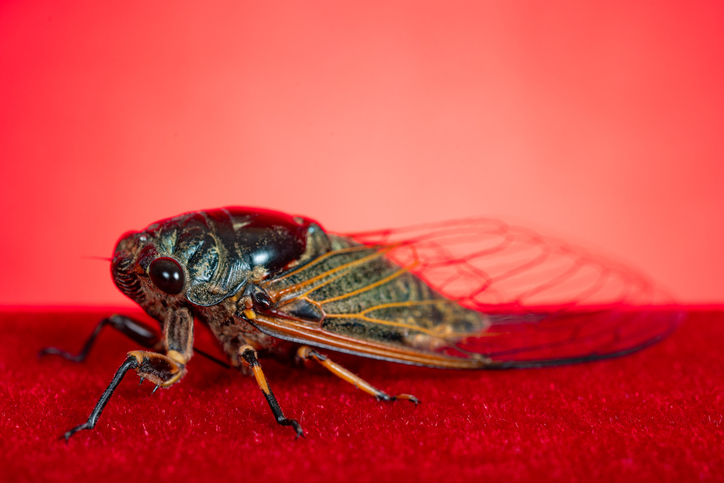 Ohio Cicada Map 2025: When Will Cicadas Go Away?